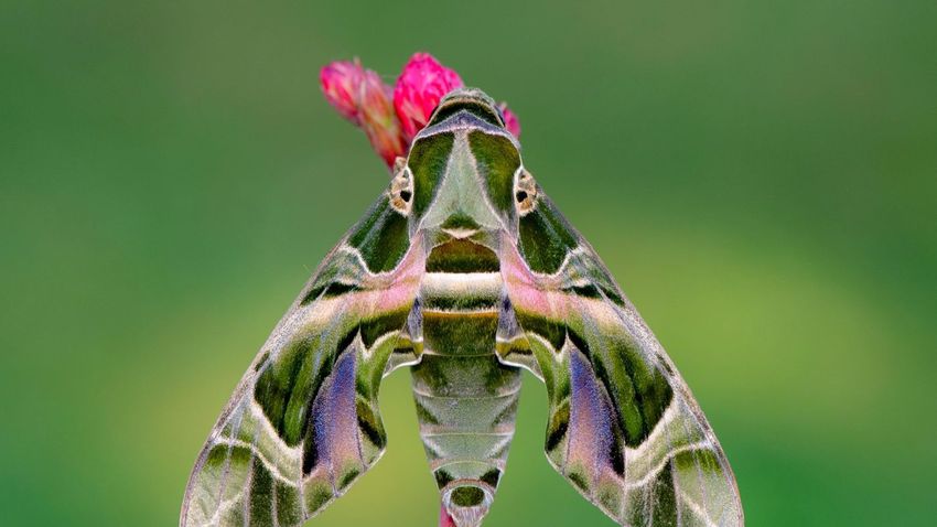 ZAOL - Pálmonostora és Zalaegerszeg is nevelte a ritka lepkéket
