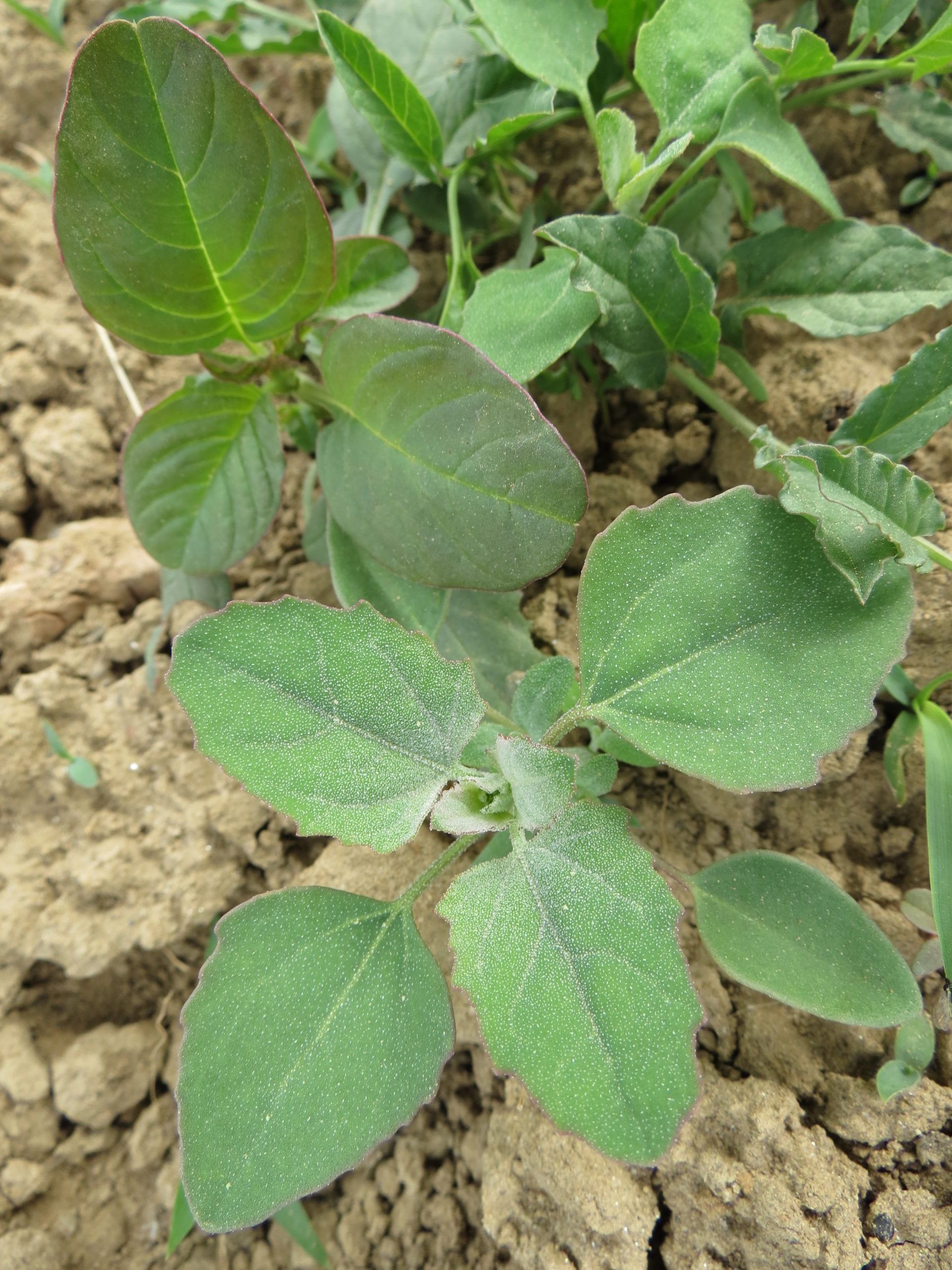 Biokertész: Gyomnövények érdem szerint