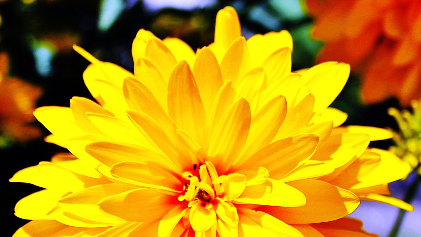 Virágoskert – Nyílnak a mályvacserjék, pompáznak a leanderek