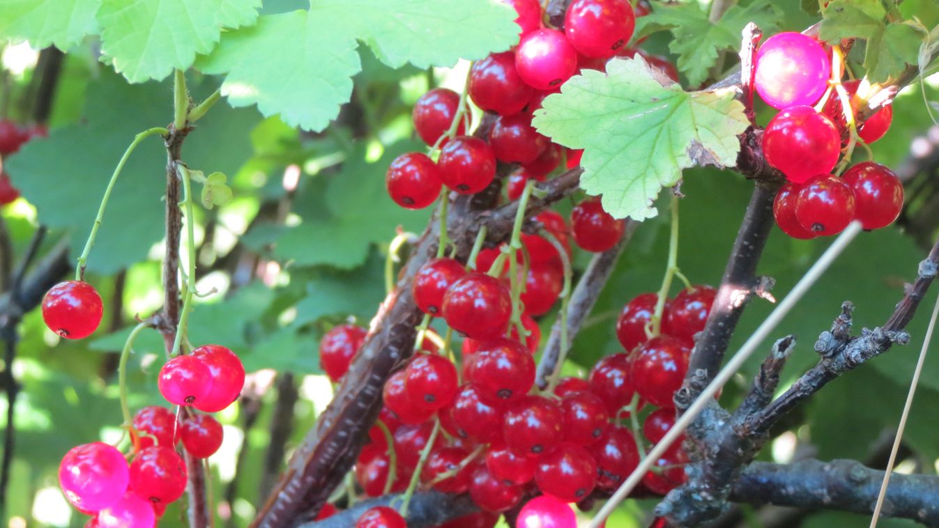 Piros ribizli, a természetes medicina