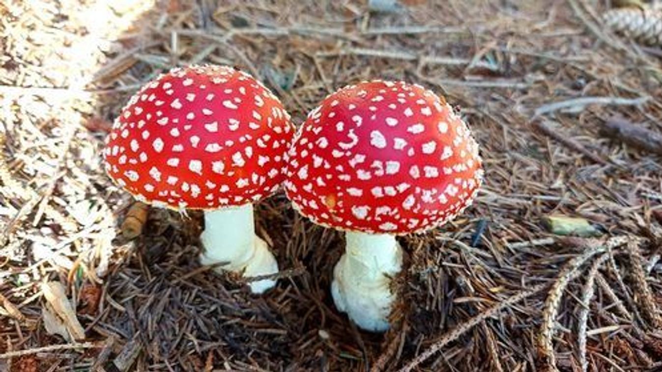 ZAOL - Mesegombák a zalai erdőkben