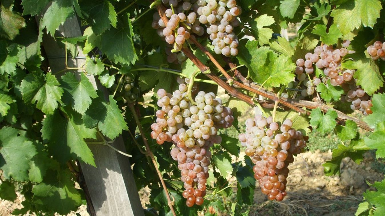 Hódító út előtt a Georgikon 10EE és a Bianca-Cserszegi fűszeres hibrid