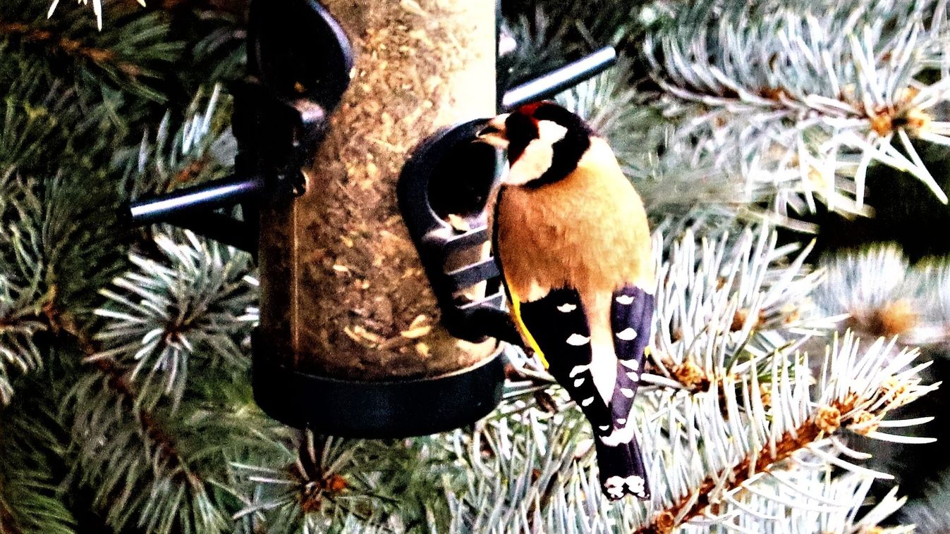 Stiglic a madáretetőn