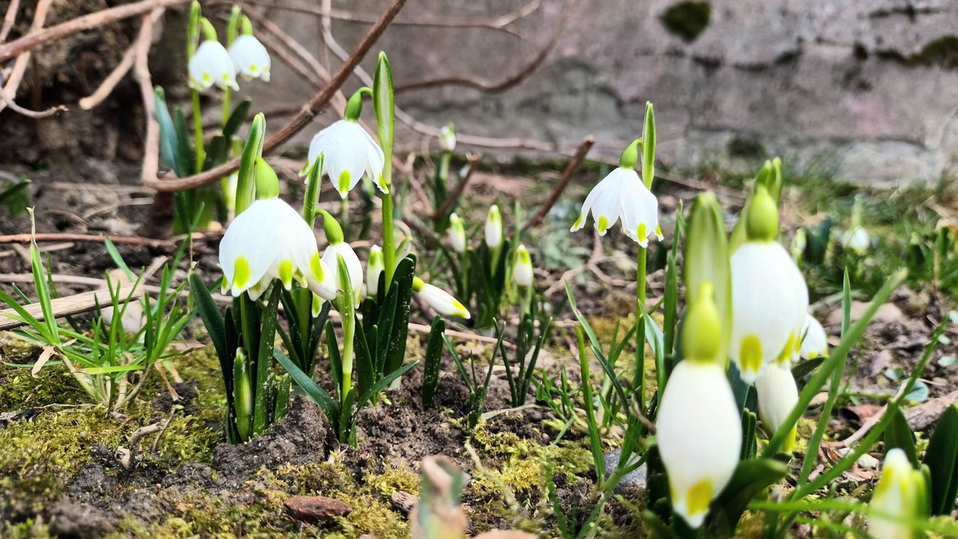 ZAOL - Február derekán bújt elő a tavaszi tőzike Porrogszentkirályon