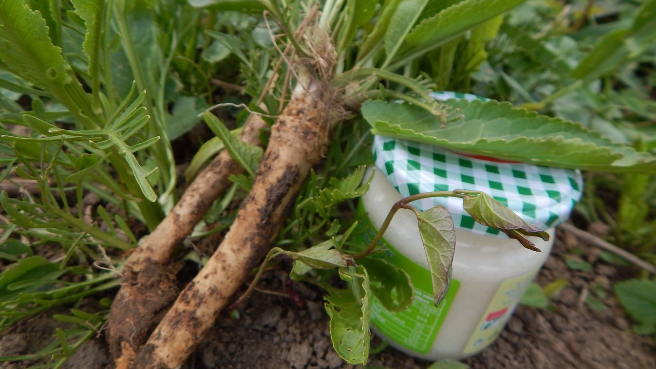Torma, a magyar gyömbér - ültessünk magunknak
