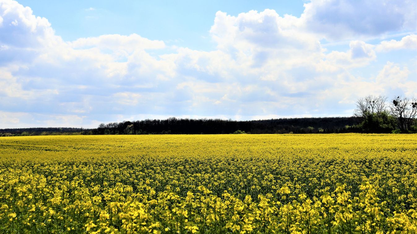 ZAOL - Táj sárgában – virágzik a repce