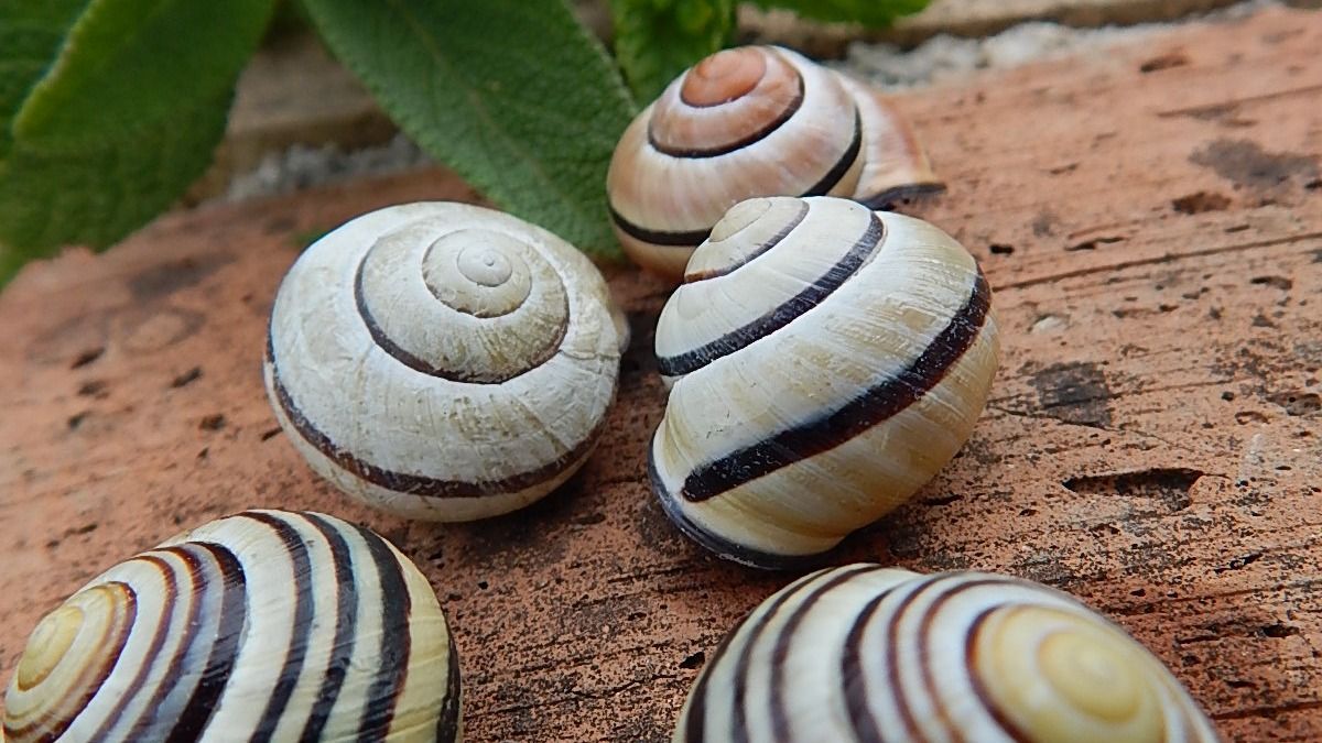 Ha eső, akkor csigainvázió