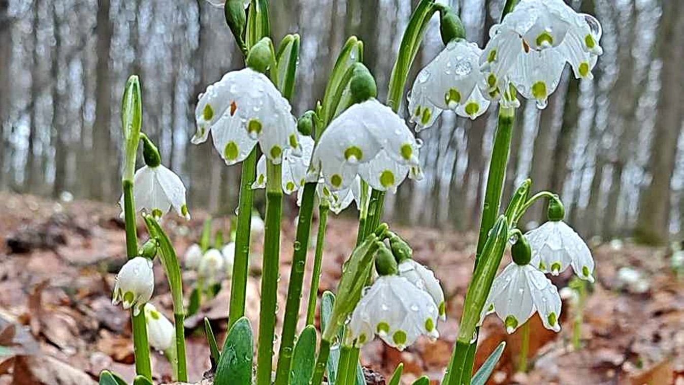 Előbújt a tavaszi tőzike a zalai erdőkben