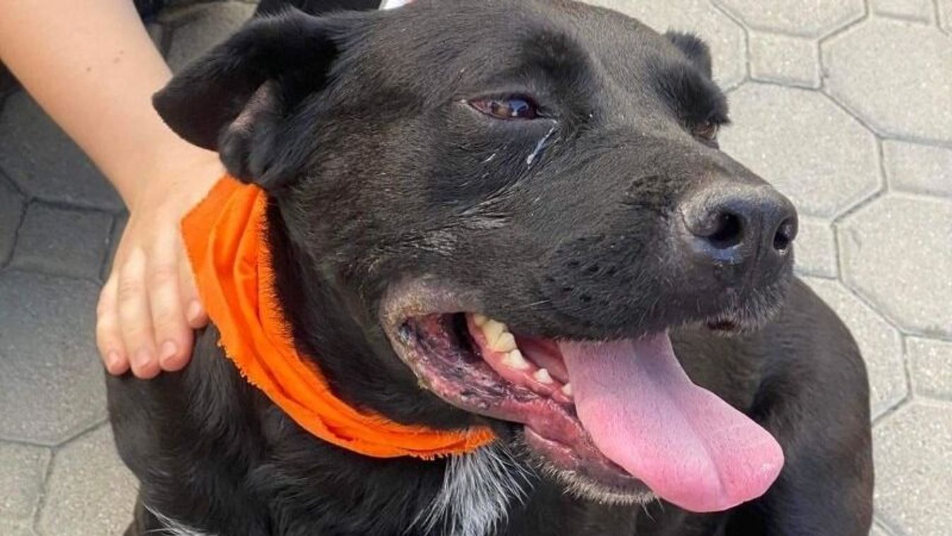 Debi az állatmenhely lakója az új otthonát keresi