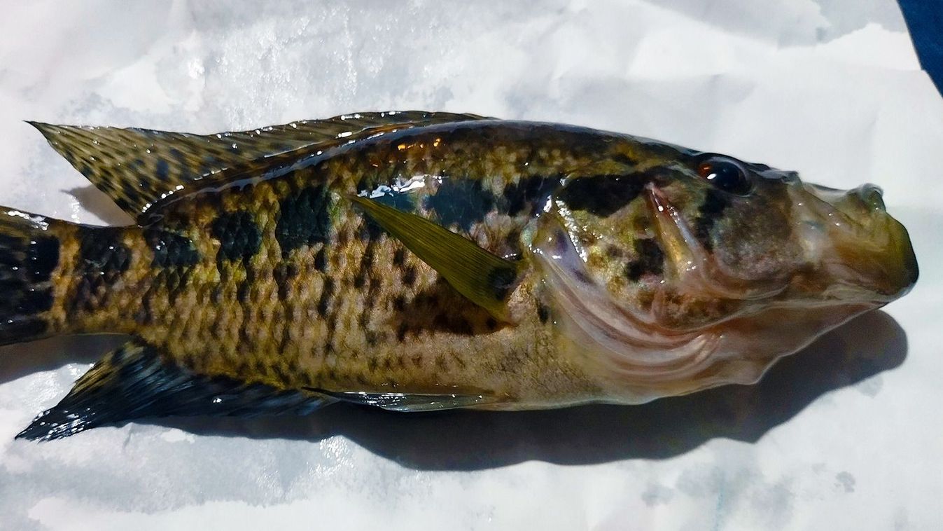 Idegenhonos halfajok a Hévízi-kifolyónál