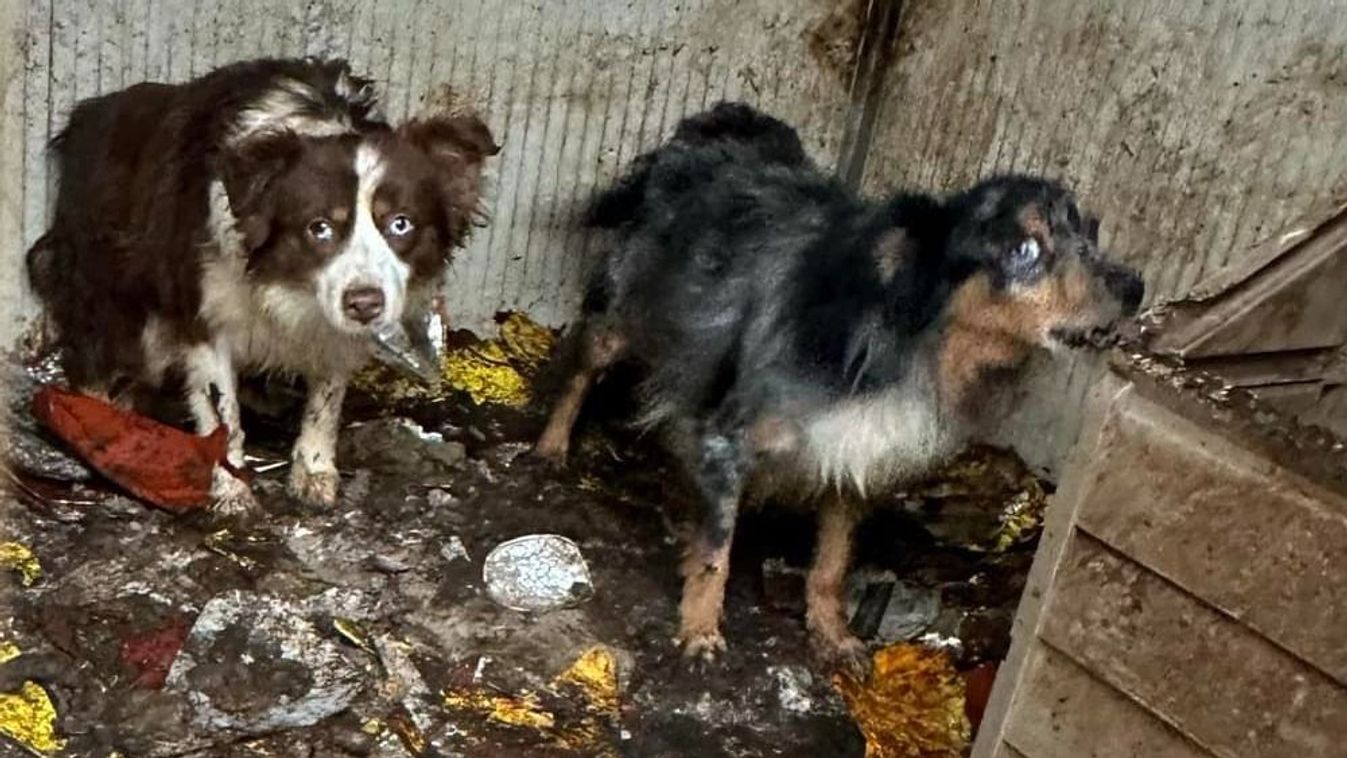 Brigitta M. ügy: állami támogatás zalai állatvédőknek