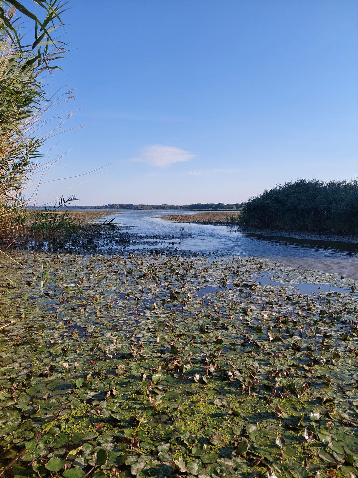 A sulyom a Kis-Balatonban csak a pecások számára jelent bosszúságot, a ...