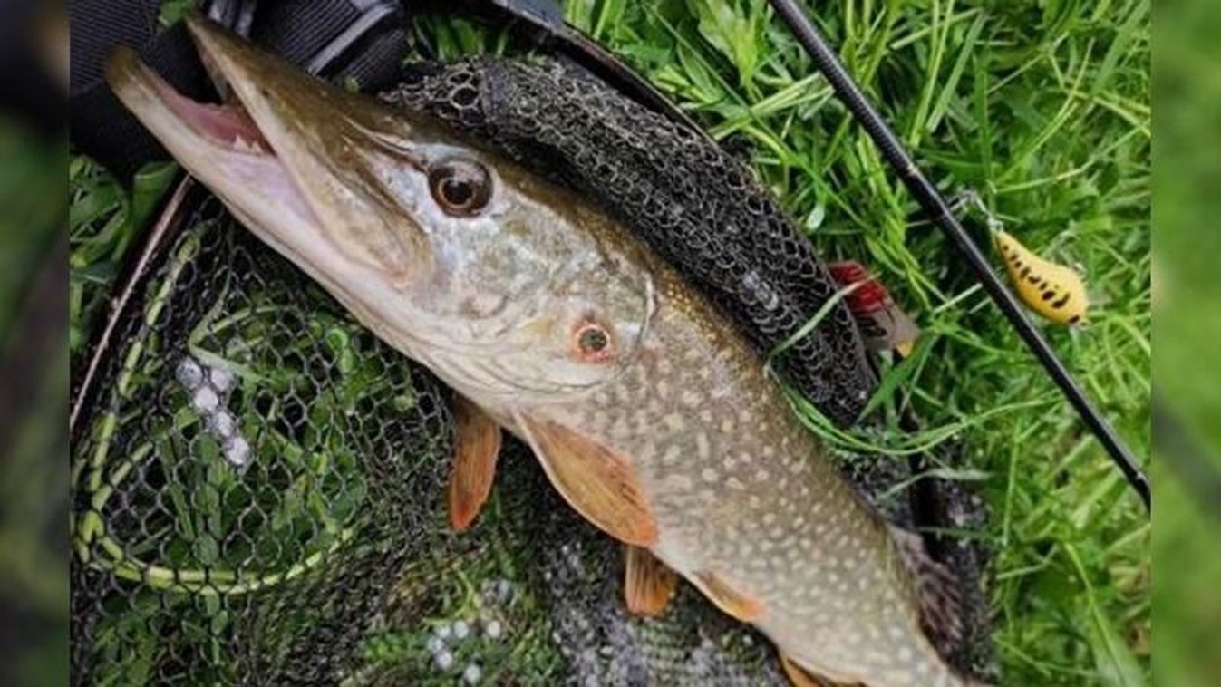 Különleges fogás: háromszemű hal akadt horogra