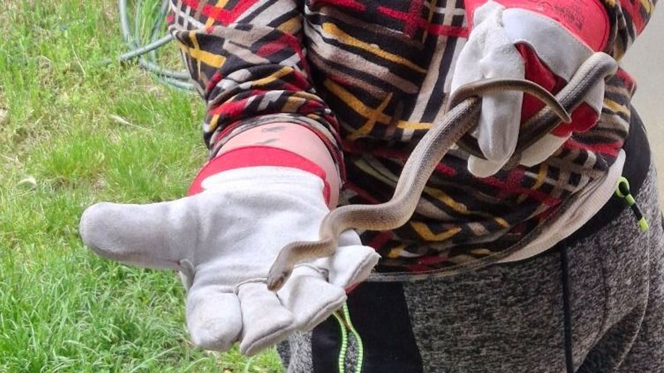 Mérges kígyó a konyhában? Riadalom a dunántúli városban
