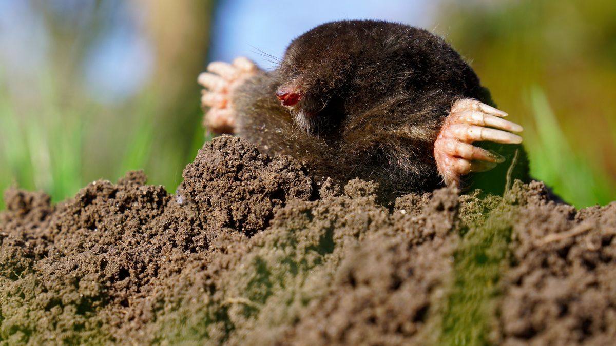 Vakond a kertben: cuki kis állat vagy bosszantó betolakodó?