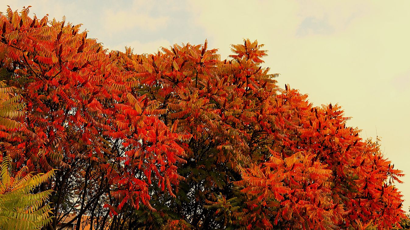 A legszebben vörösödő az ecetfa (galéria)