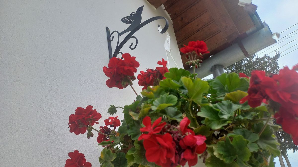 Muskátli a mínuszok idején: így teleltesd biztonságban a virágokat