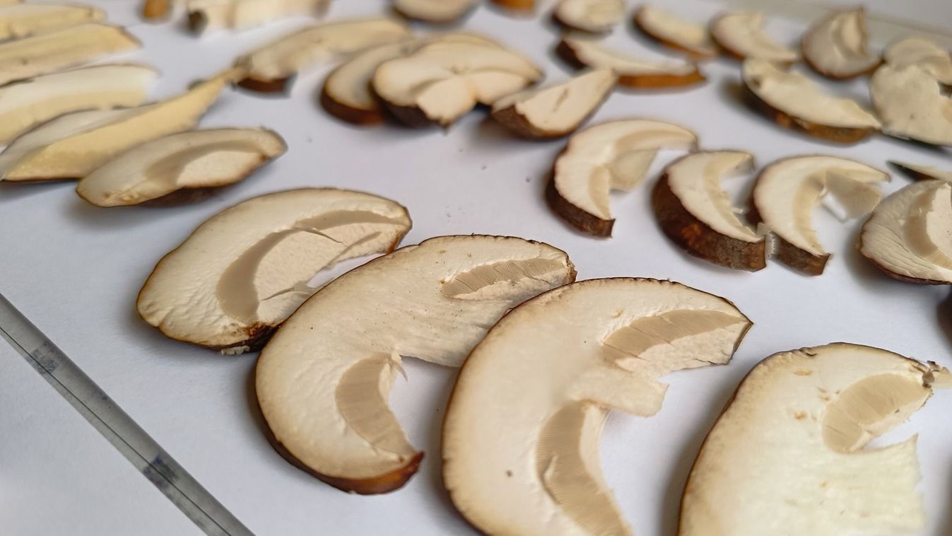 Gomba szárítása: így tegyük a vargányával