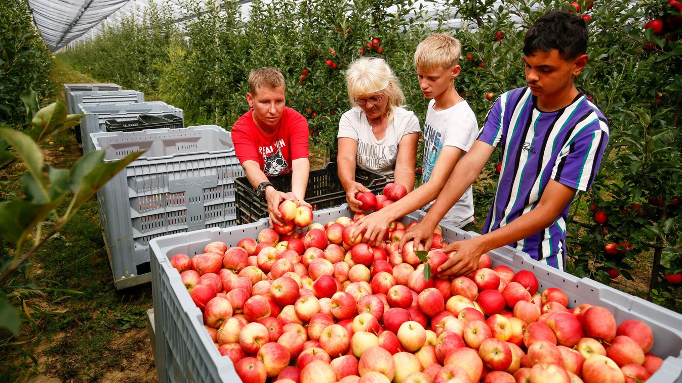 Alma fajták: igazi cider készül a zalai gyümölcsből