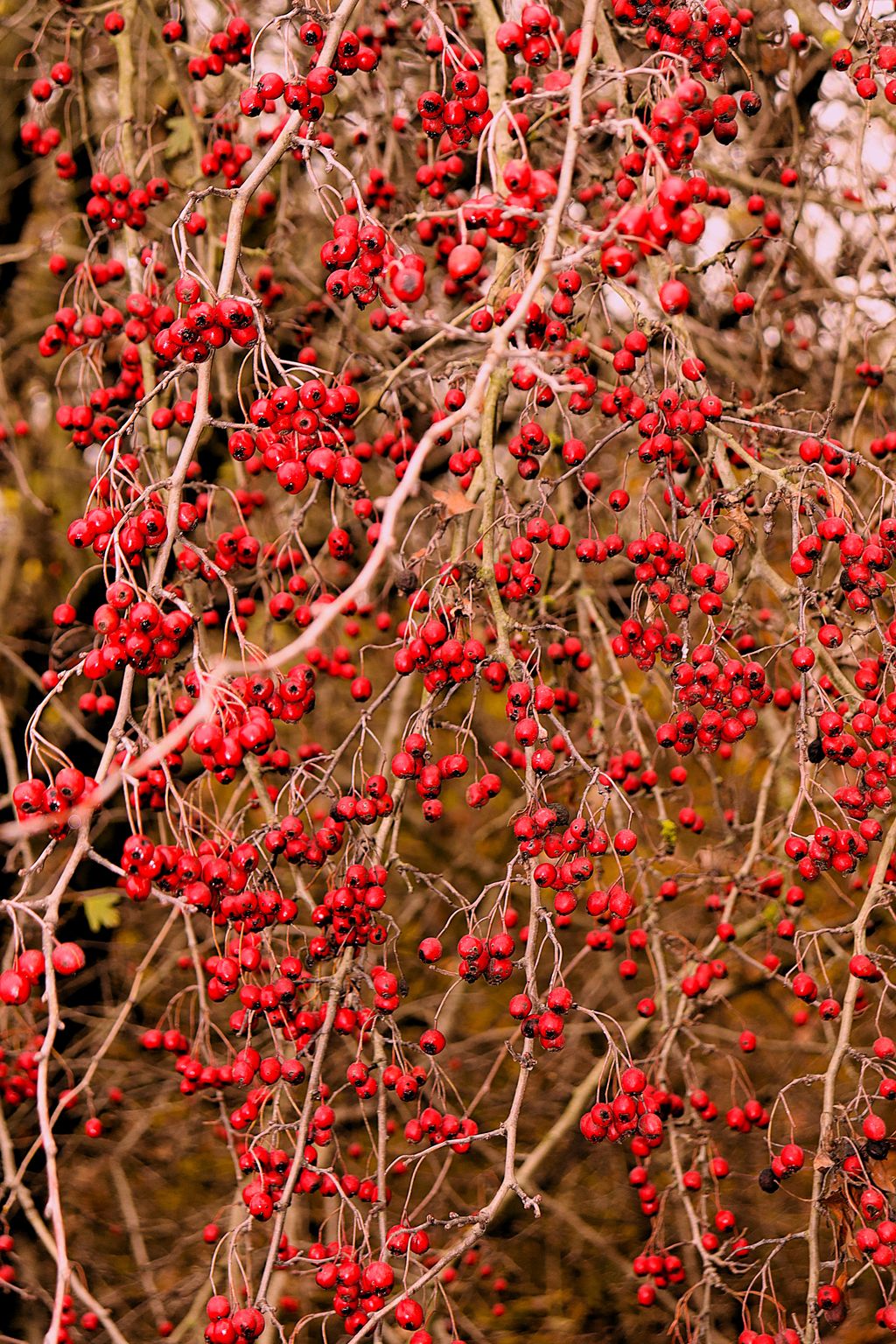 Most izzik igazán a galagonya (galéria)