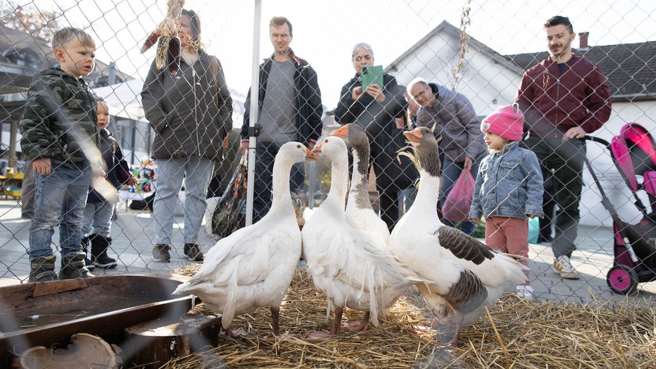 Márton-nap a Göcsej Tudásközpontban