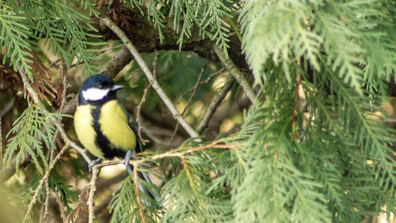 Téli madáretetés: tanácsok és tippek, hogy valóban segítsünk a szárnyas ...