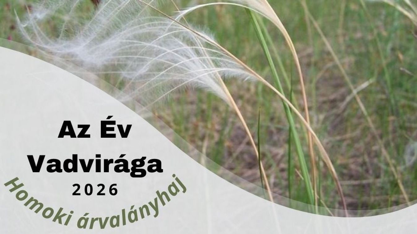 Homoki árvalányhaj: miért lehet az év vadvirága?